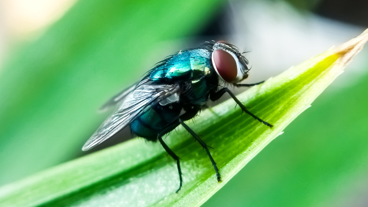 USDA flags suspected New World screwworm fly detection in Texas