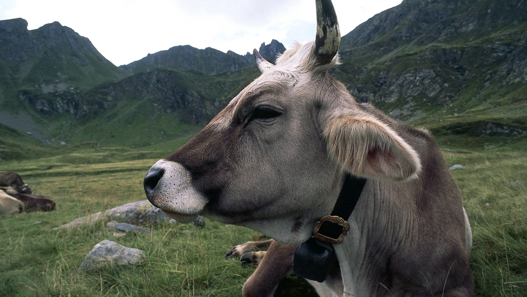 Half-ton bovine fossils reveal early Pliocene giants in Europe