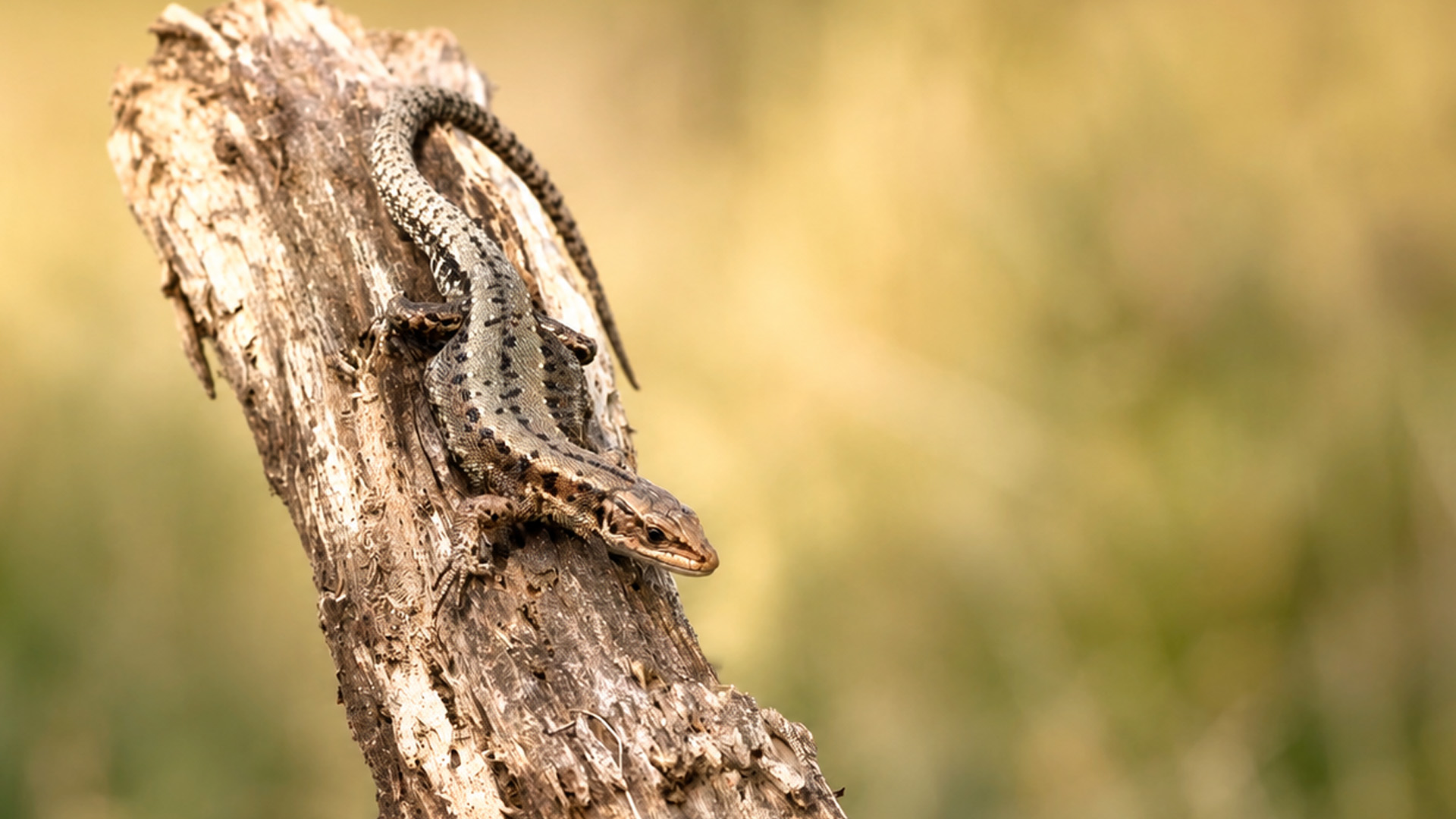 A Small Forest Lizard Enjoys the Morning Sun Was Caught on Camera