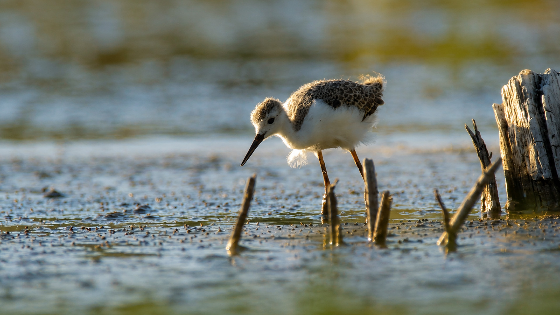 Wildkamera zeigt einen jungen Watvogel bei der Nahrungssuche