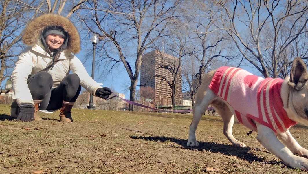 14 popular small dog breeds and their traits