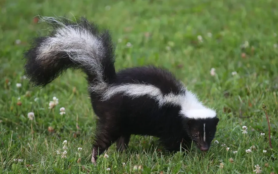 Skunk secrets every homeowner should know