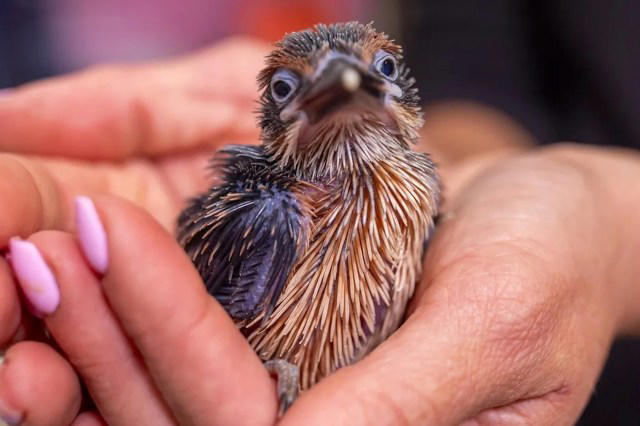 One of the world's rarest birds gets a boost as 4 Guam kingfisher ...