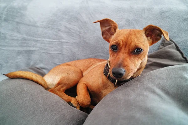 Anxious rescue dog finally leaves hiding spot for dad’s comfort