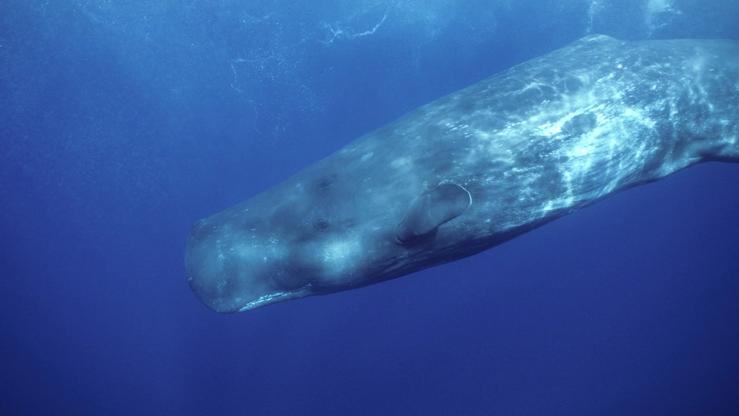 16 loudest animals on Earth