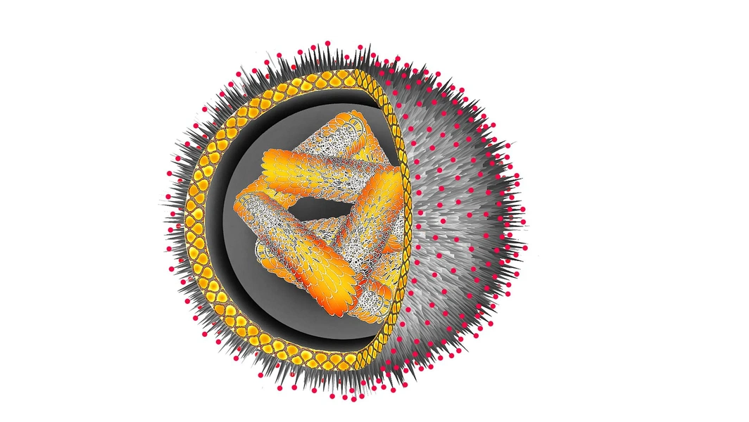 Accidental flu finding reveals strain-specific cell entry routes