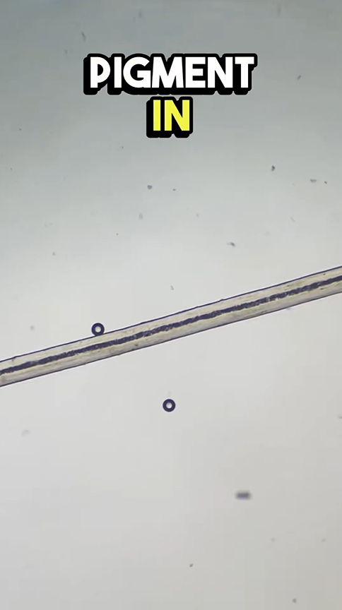 Exploring grey hair up close under the microscope