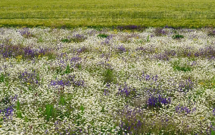 Grow a wildflower garden that loves your local wildlife