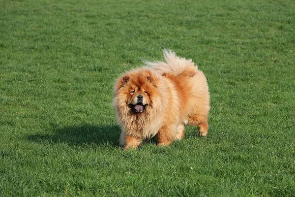 11 cute dog breeds that can be tough to live with