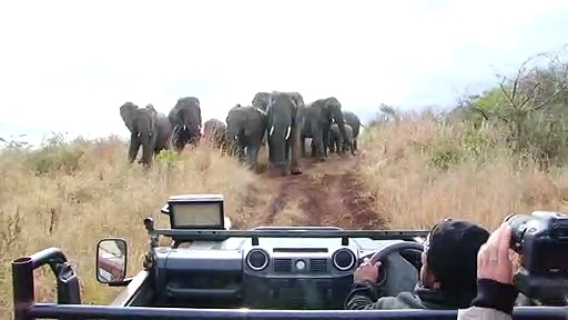Effrayant : quand plusieurs éléphants te foncent dessus