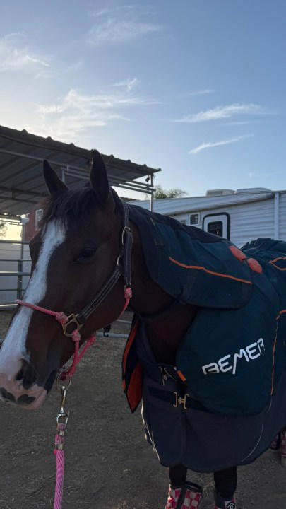 Owner shares photos, video of injured horse following Las Vegas South ...