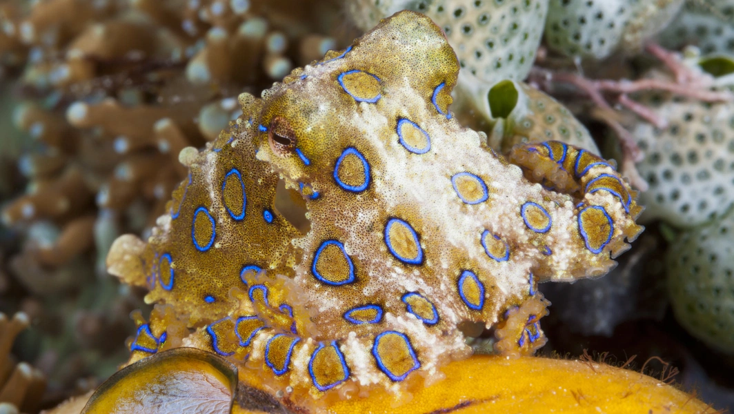 15 animals with deadly venoms and toxins