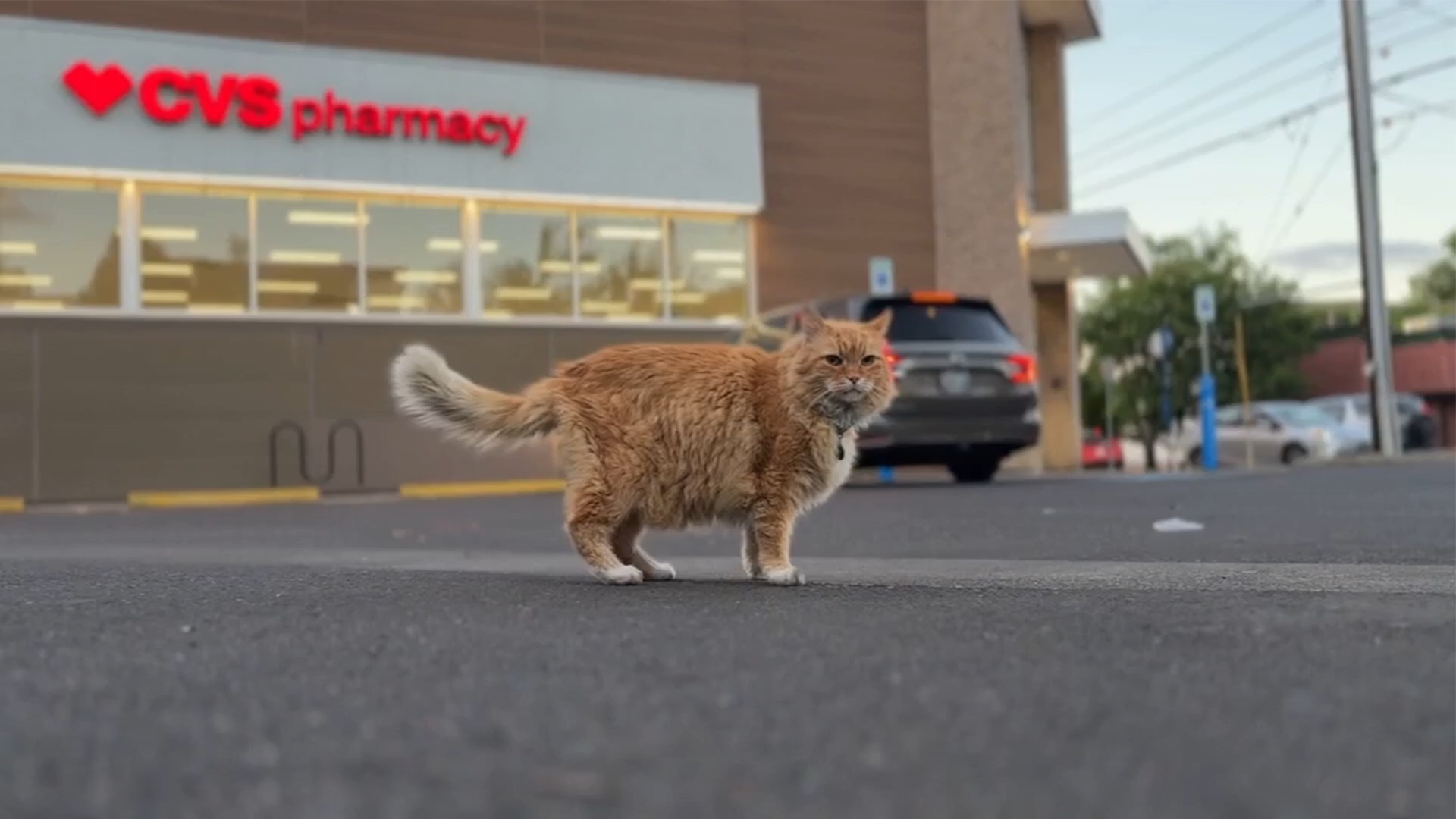 Portland store cat draws attention and some concerns from neighbors