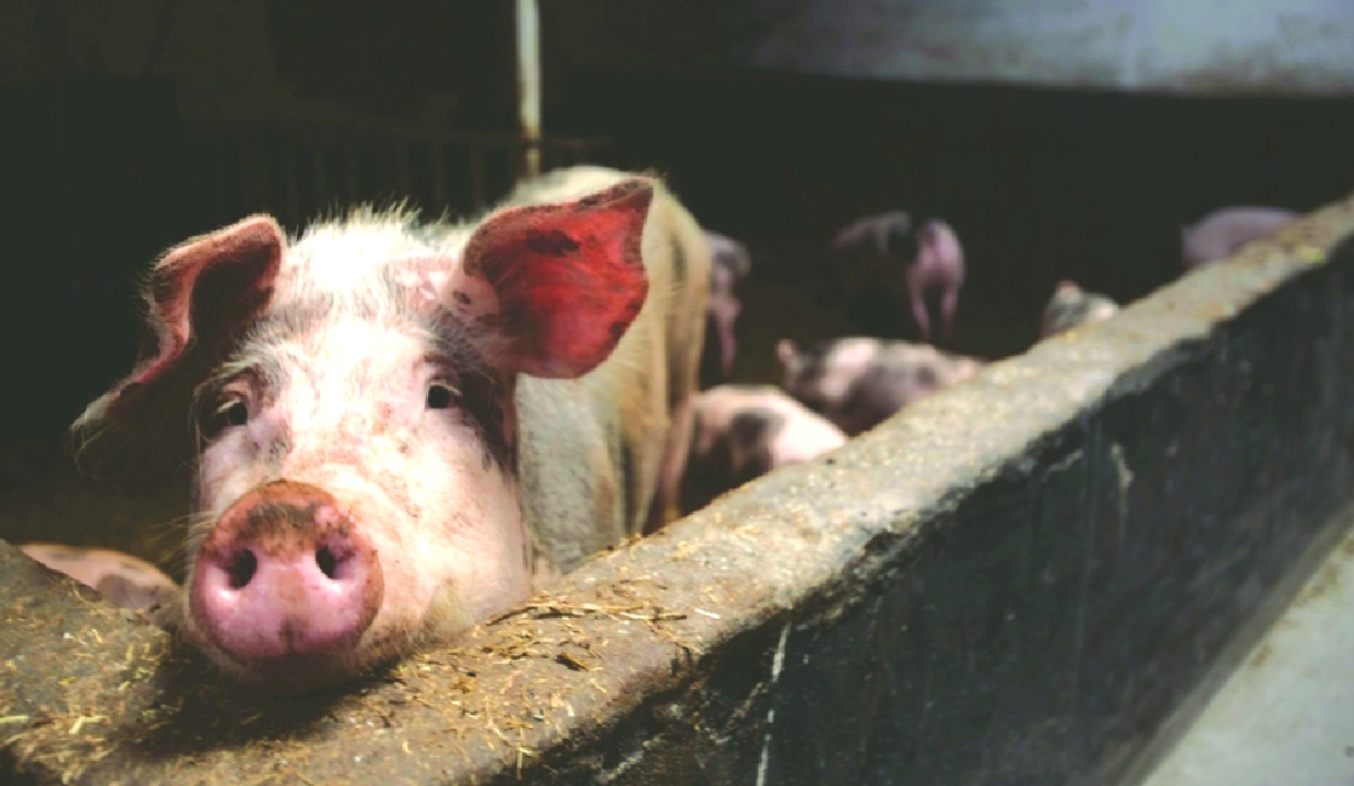Meghalaya intensifies steps to contain African swine fever