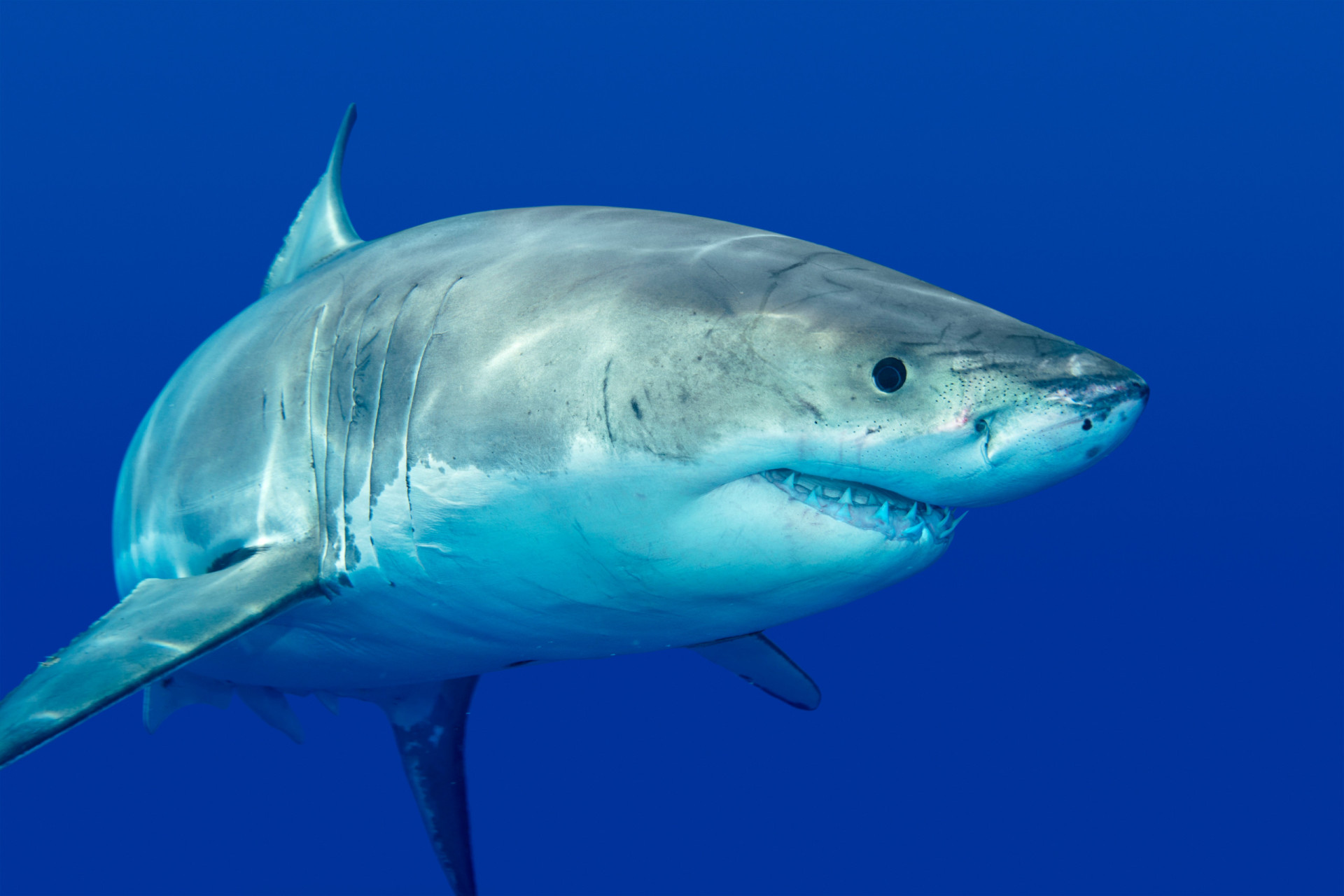 The most electric animals on Earth