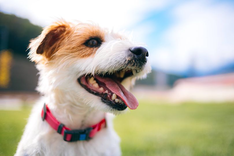 Vet shares three simple tips to ensure that dogs live longer