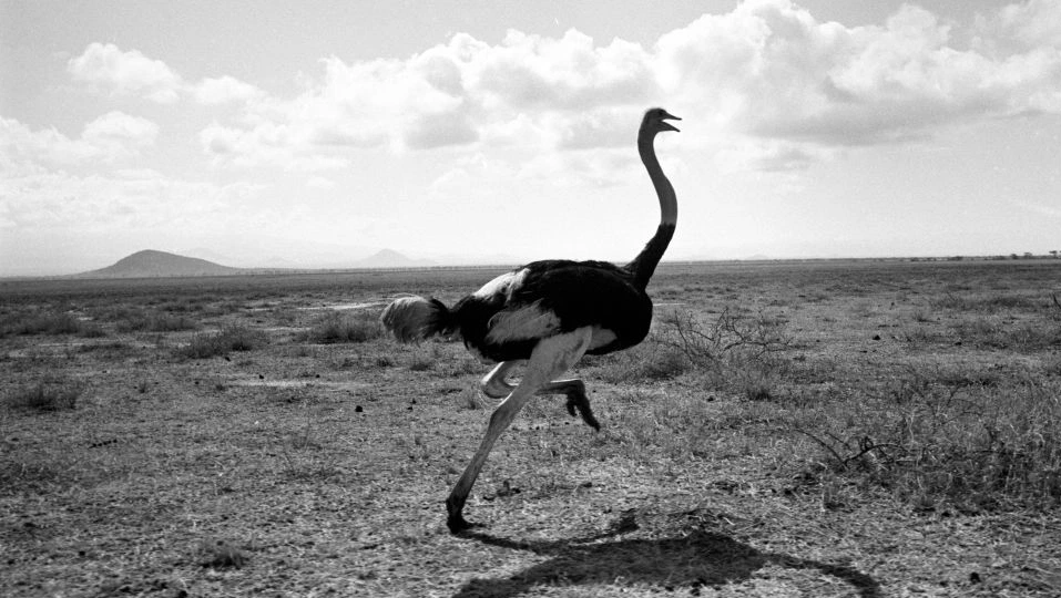 11 deadliest birds and their lethal traits