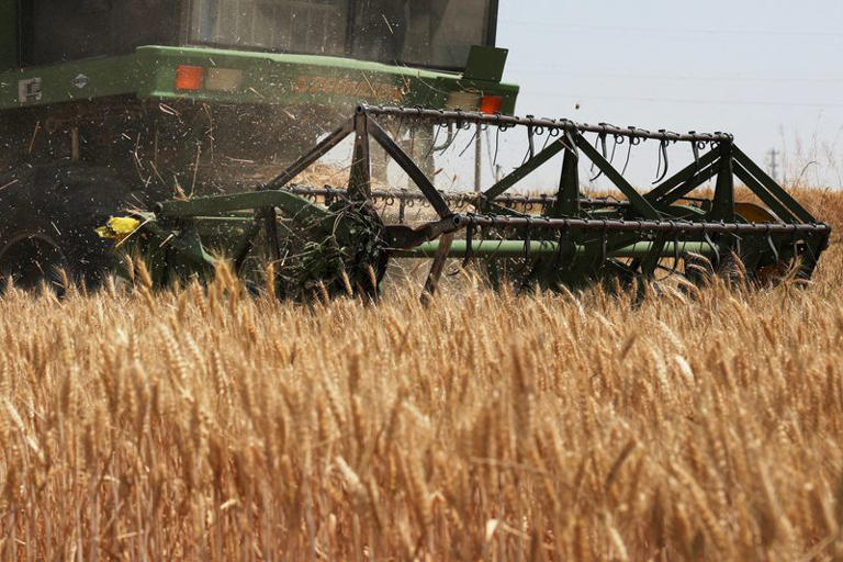 China harvest rains dent some wheat quality, may spur imports