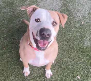 Shelter dog still jumps for joy after 325 days waiting