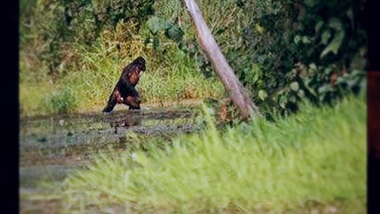 Locals said a “short person” was hiding in Sumatra - then researchers ...
