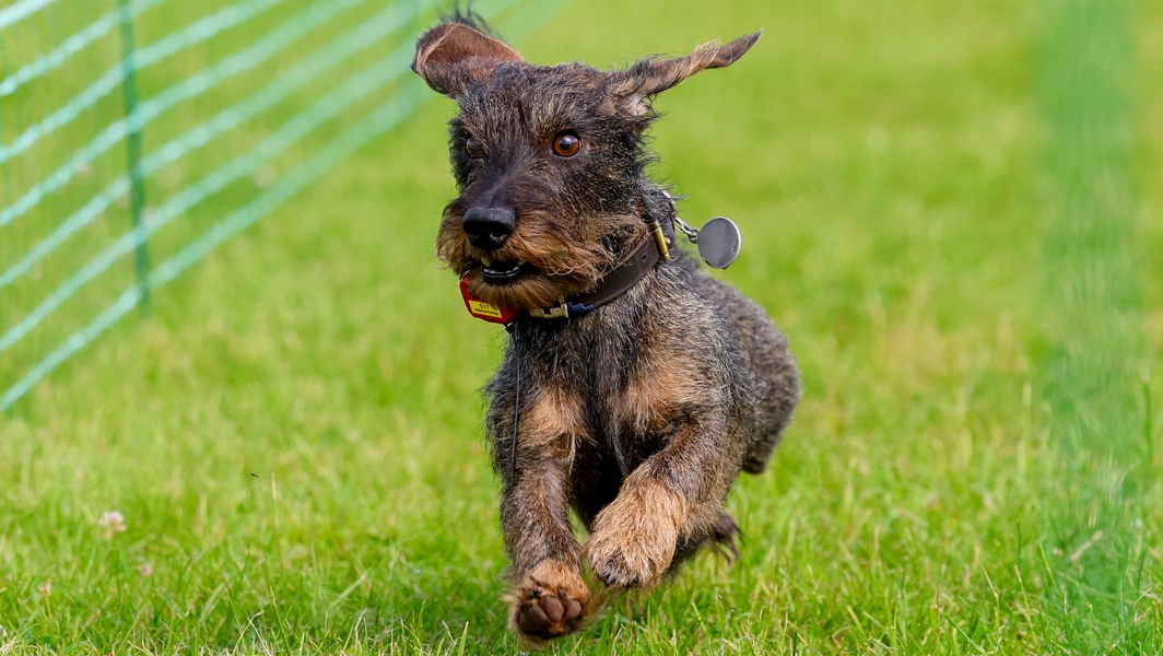 Helping your dog live longer, healthier years
