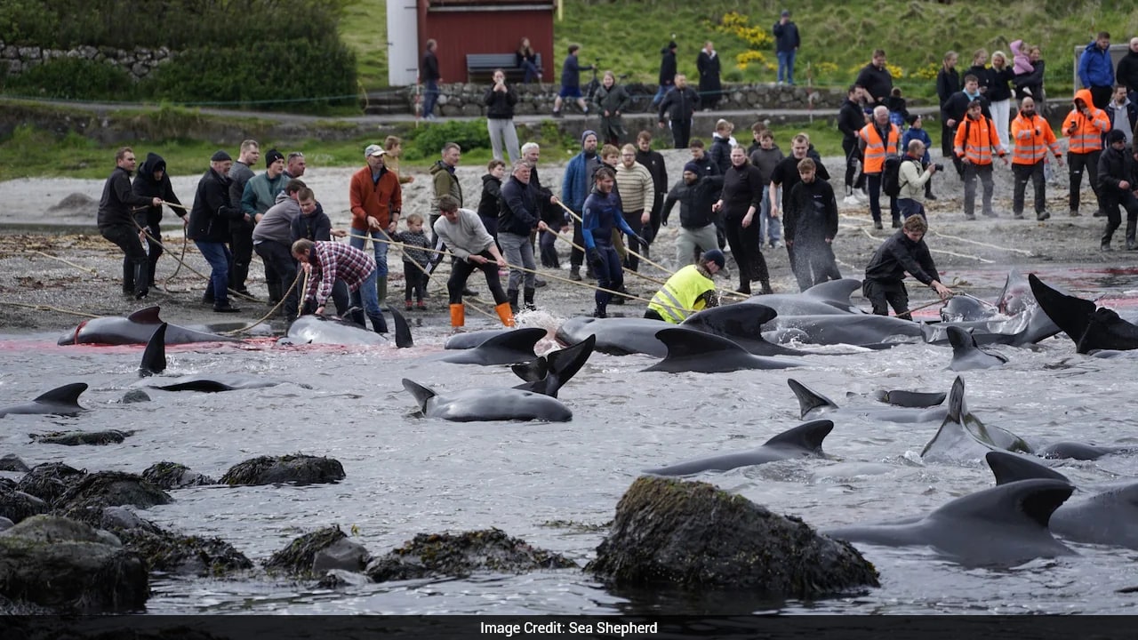 Over 700 whales, dolphins massacred in barbaric Viking-era grind on ...
