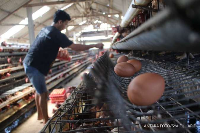 Harga telur anjlok, pemerintah siap serap telur untuk program bantuan ...