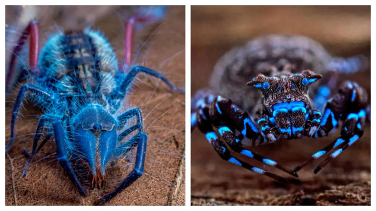 From glowing spiders to blood-drinking flies: The bizarre new species ...