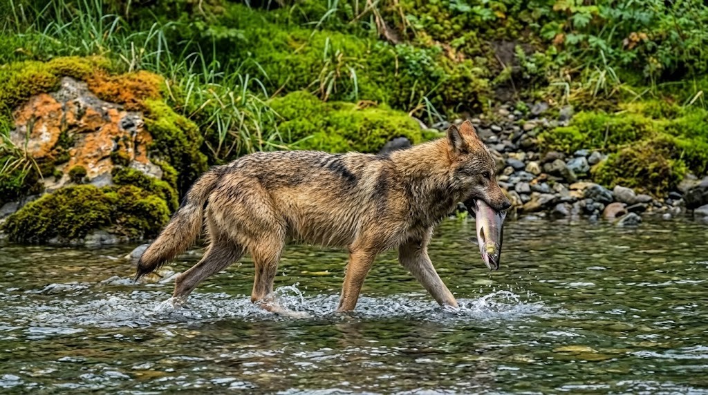 Watch what happens when wolves start hunting like sea predators