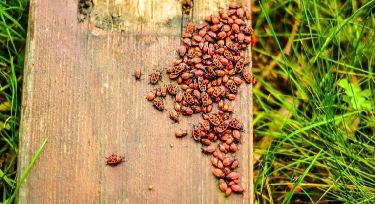 Una plaga de insectos zapateros invade España: los especialistas instan ...