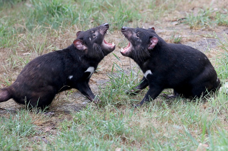Tasmanian devil thwarts Australian search team