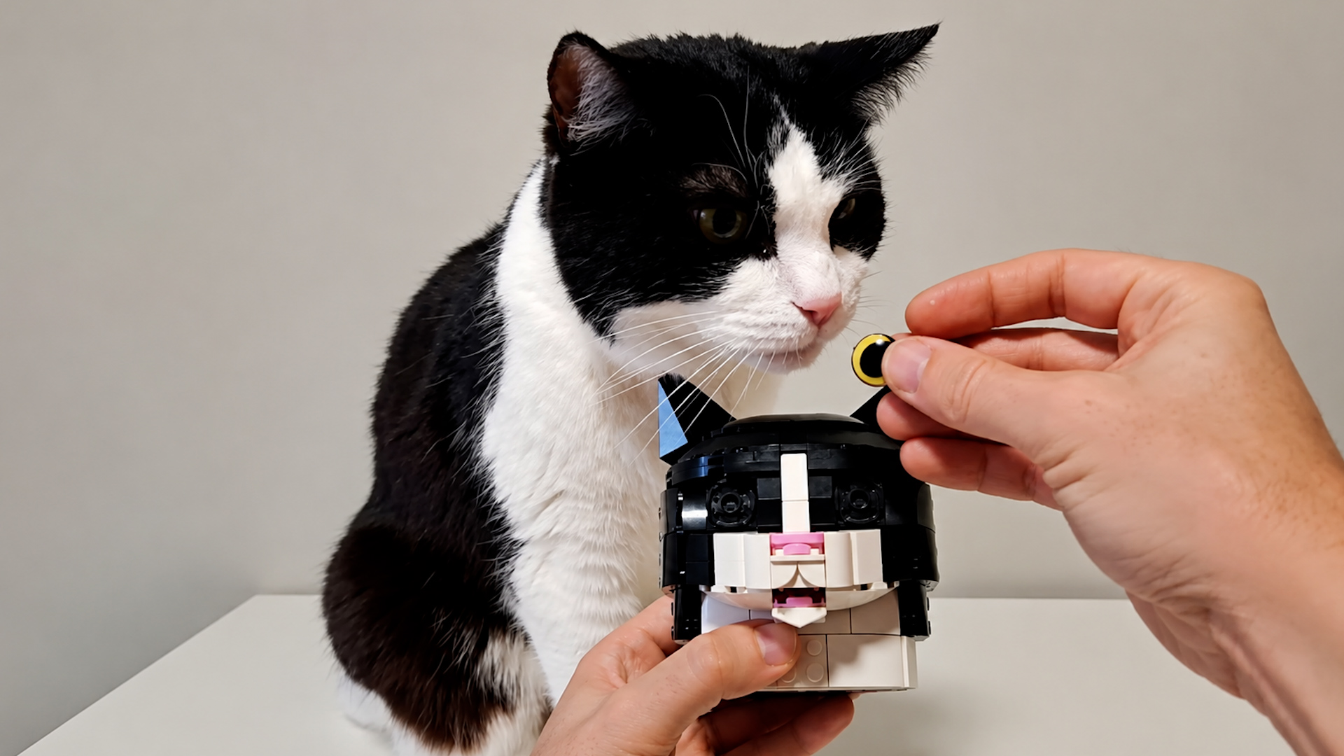 Kat bekijkt het Lego-kattenproject