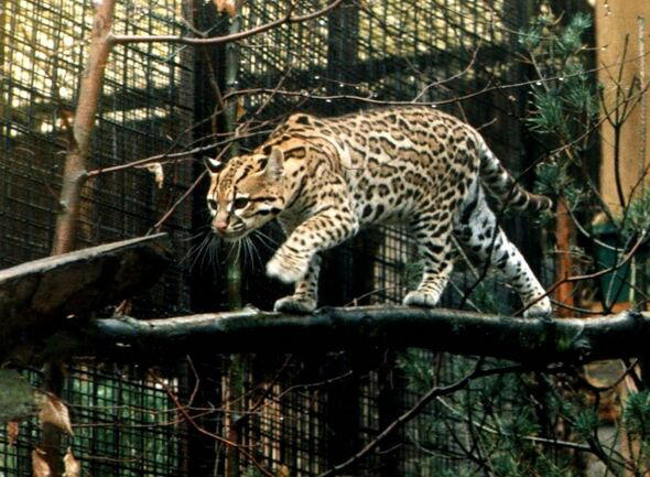 Much-loved zoo forced to close with £3.5million debt after 56 years