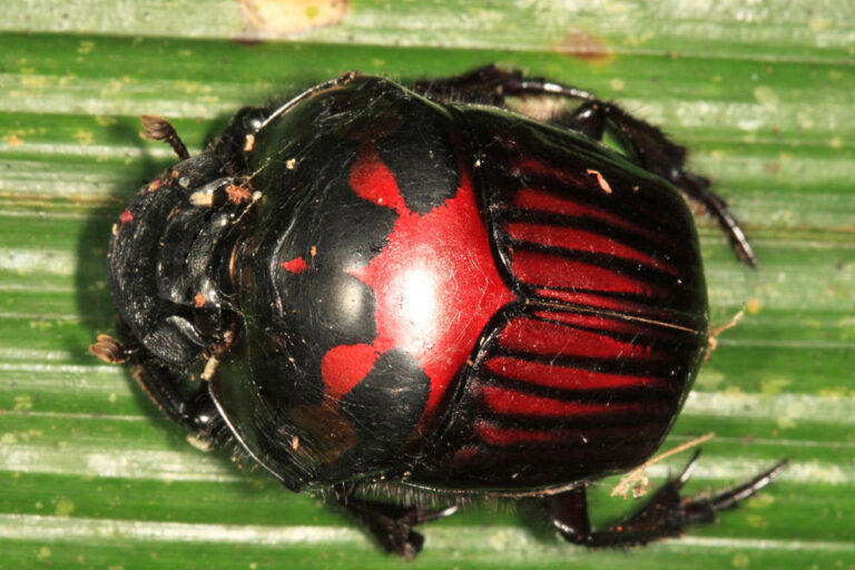 Gold mining damages dung beetle communities in the Amazon, study finds