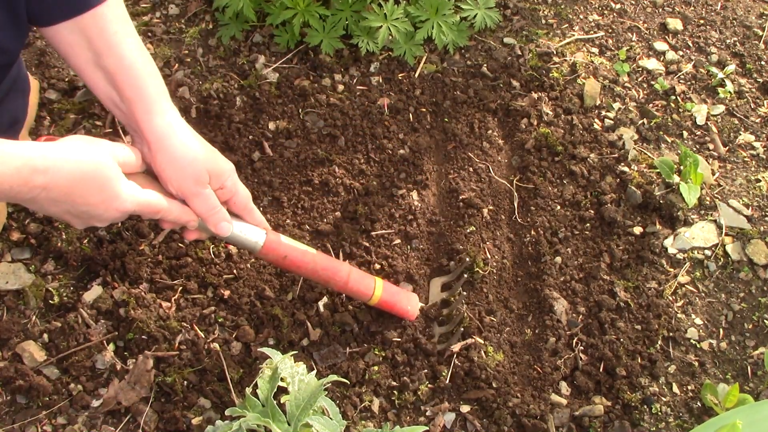 How to sow annual poppies for a stunning display