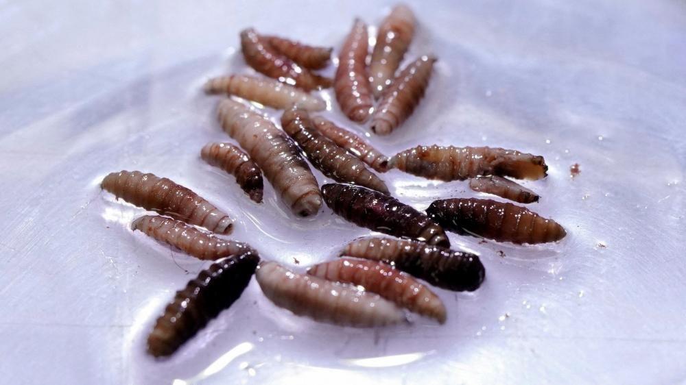 Flesh-eating screwworm arrives in US with first case detected in Texas ...