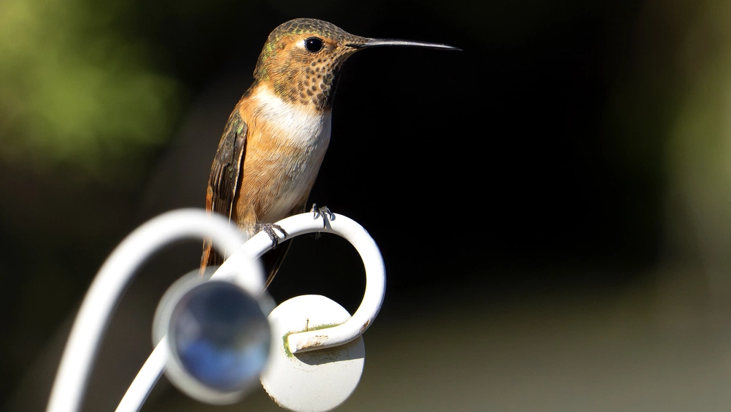 16 reasons hummingbirds might avoid your yard