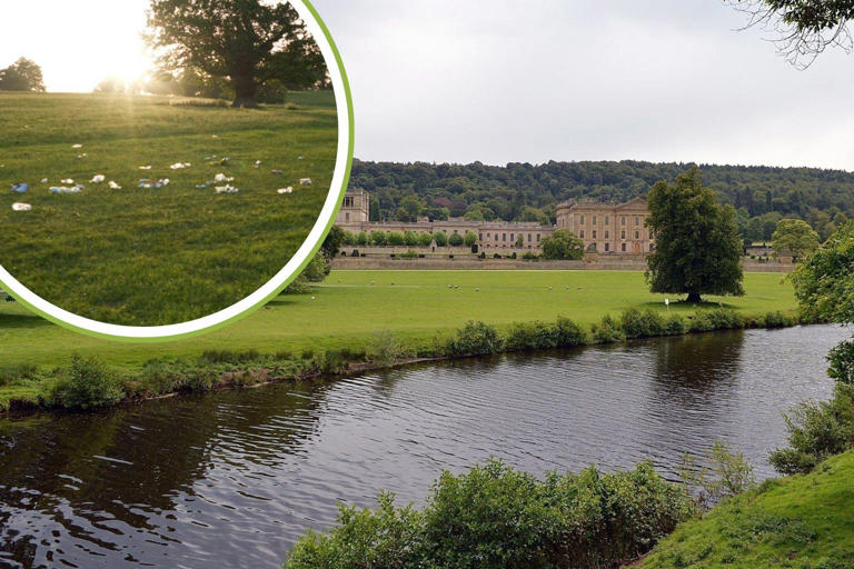 Disgust at litter left in grouds of Chatsworth House where lambs and ...