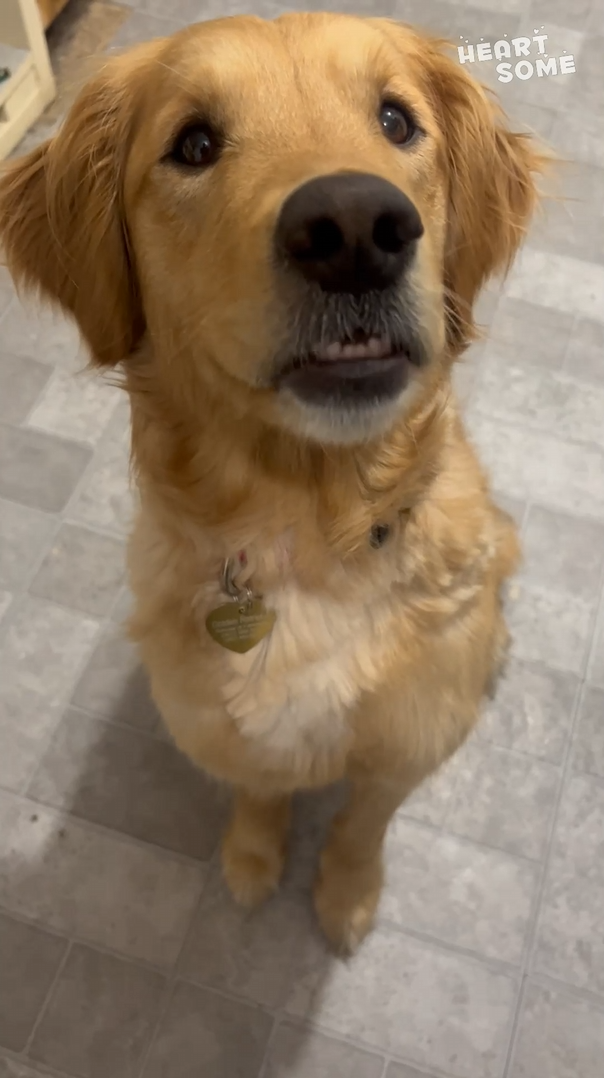 Golden retriever tries a carrot for the first time