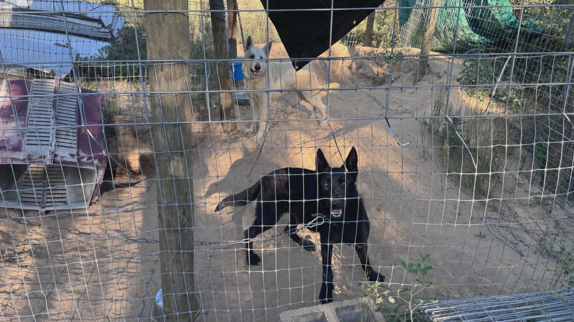 85 animals rescued from Calhoun County in heartbreaking conditions