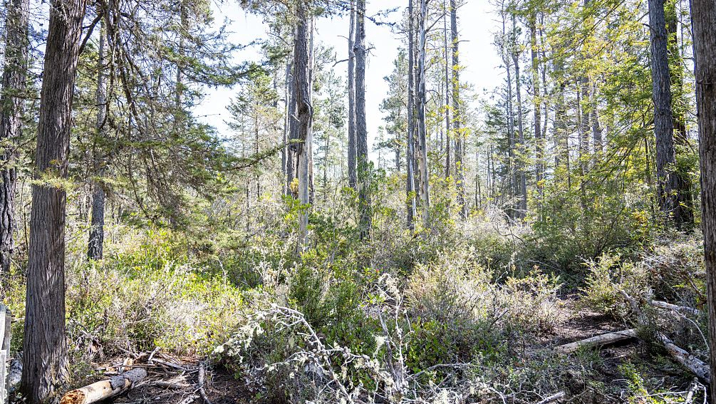 19 strange and surprising forest discoveries