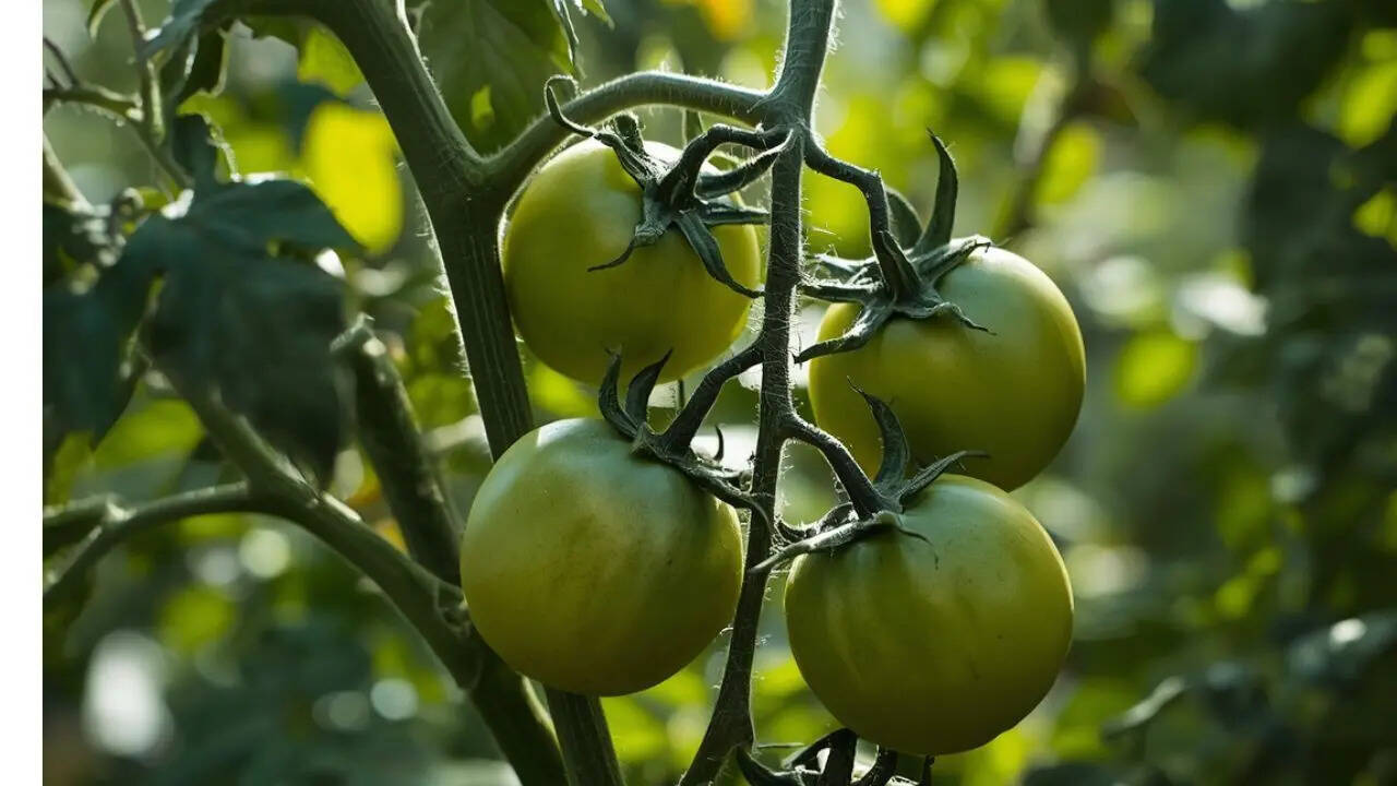 Defying Darwin's theory of evolution: The Galápagos tomatoes that grew ...