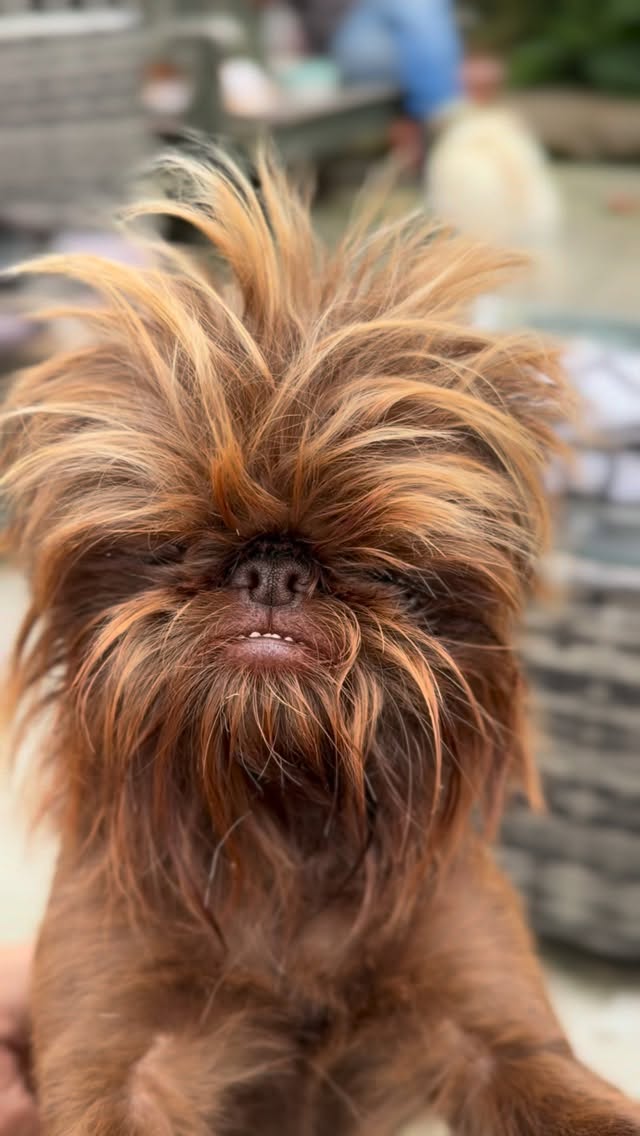 Surprising trends in pet grooming reveal why wild dog hair is viral