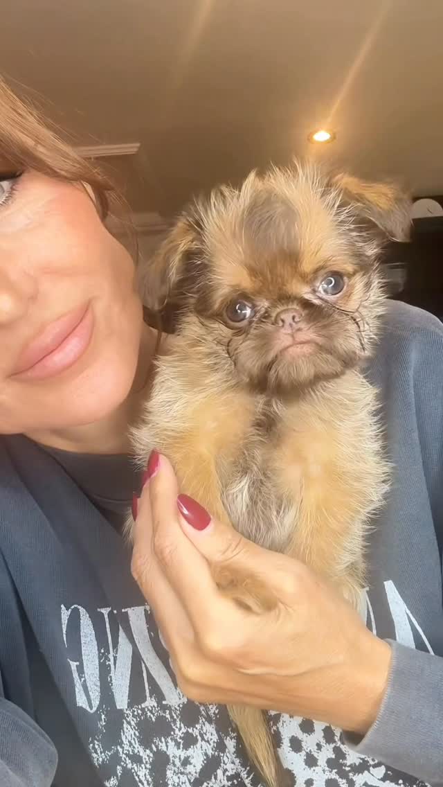 Why dog lovers are losing it over new viral Brussels Griffon footage