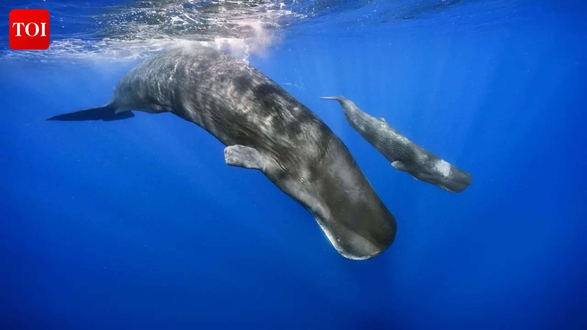 What if we could have a word with the whales? Are scientists cracking ...