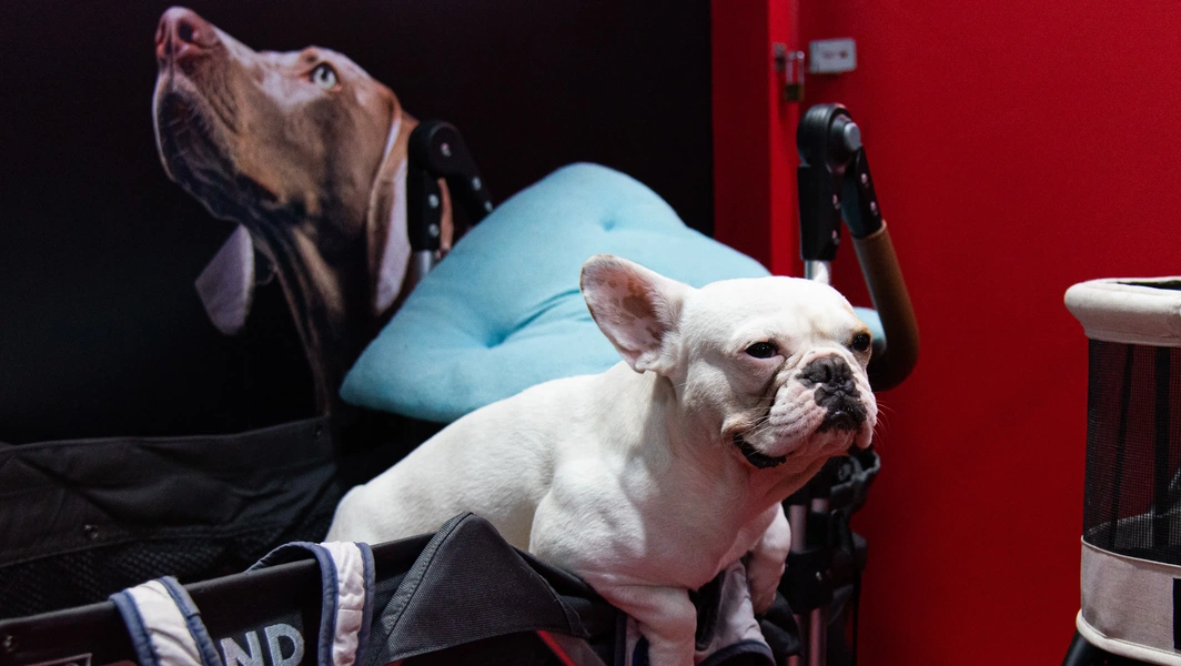 14 popular small dog breeds and their traits