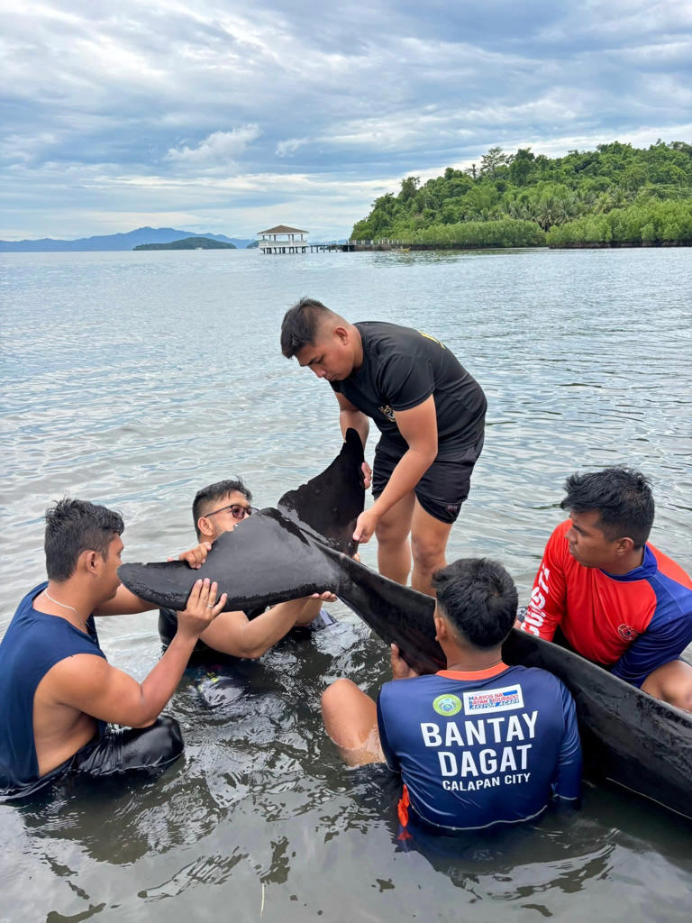 Rescuers aid false killer whale stranded 6th time in Calapan City