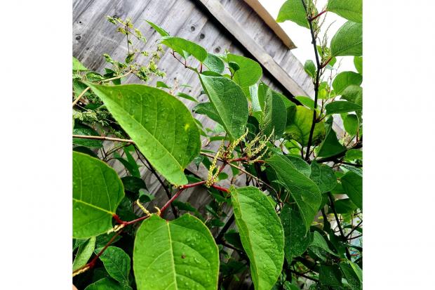How a new app is helping spot hidden threats in UK gardens