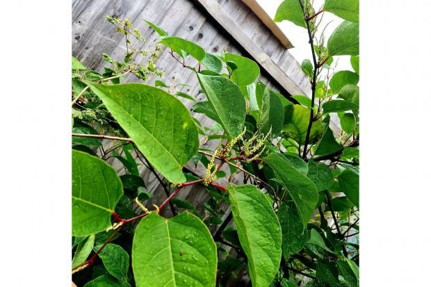 How a new app is helping spot hidden threats in UK gardens