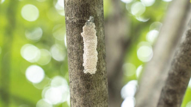 Homeowners urged to destroy mud-like egg masses before tree-killing ...